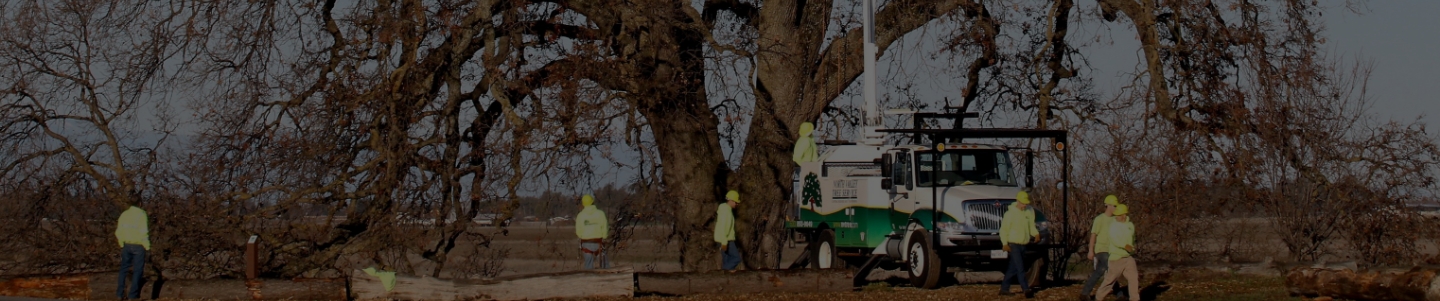 Certified Tree Professionals - NV Tree