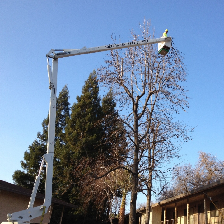 The Timbers - NV Tree